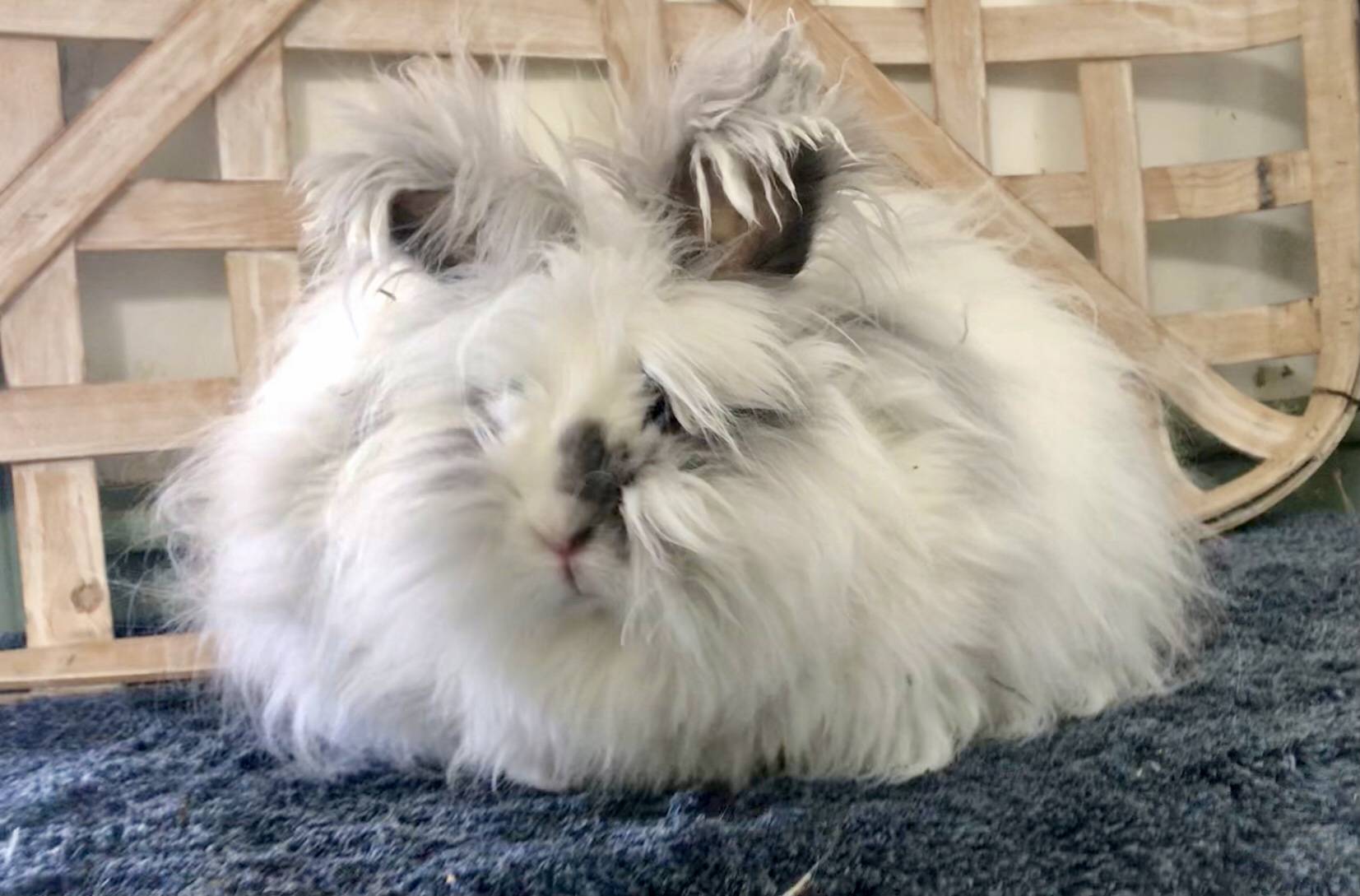 English Angoras - Motrosa Farm